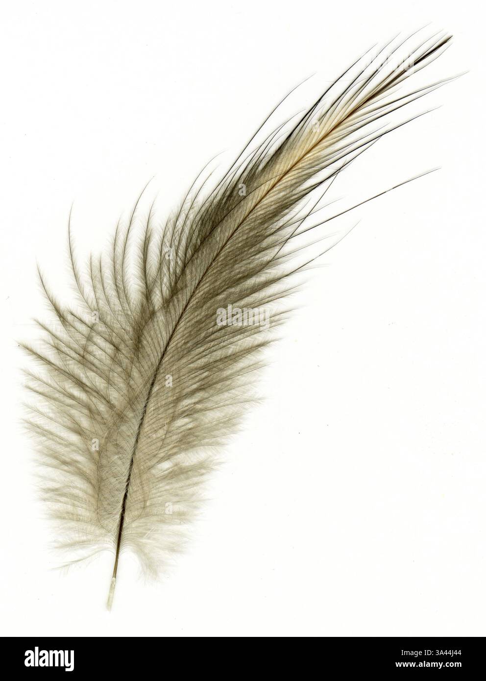 A feather of the North Island brown kiwi, Apteryx mantelli, on a white ...