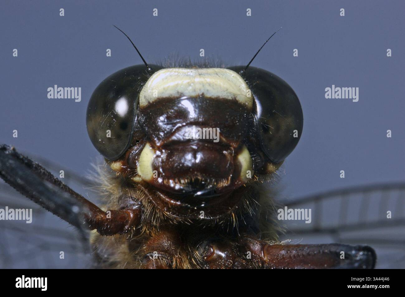 Giant Dragonfly, the Devil's Darning Needle, Uropetala carovei, on ...