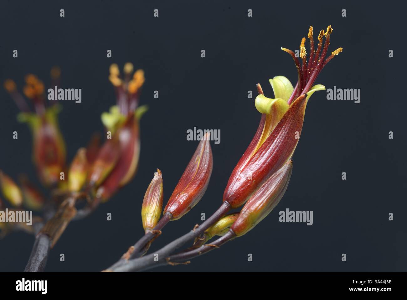 Flowers of New Zealand swamp flax, Phormium tenax Stock Photo - Alamy
