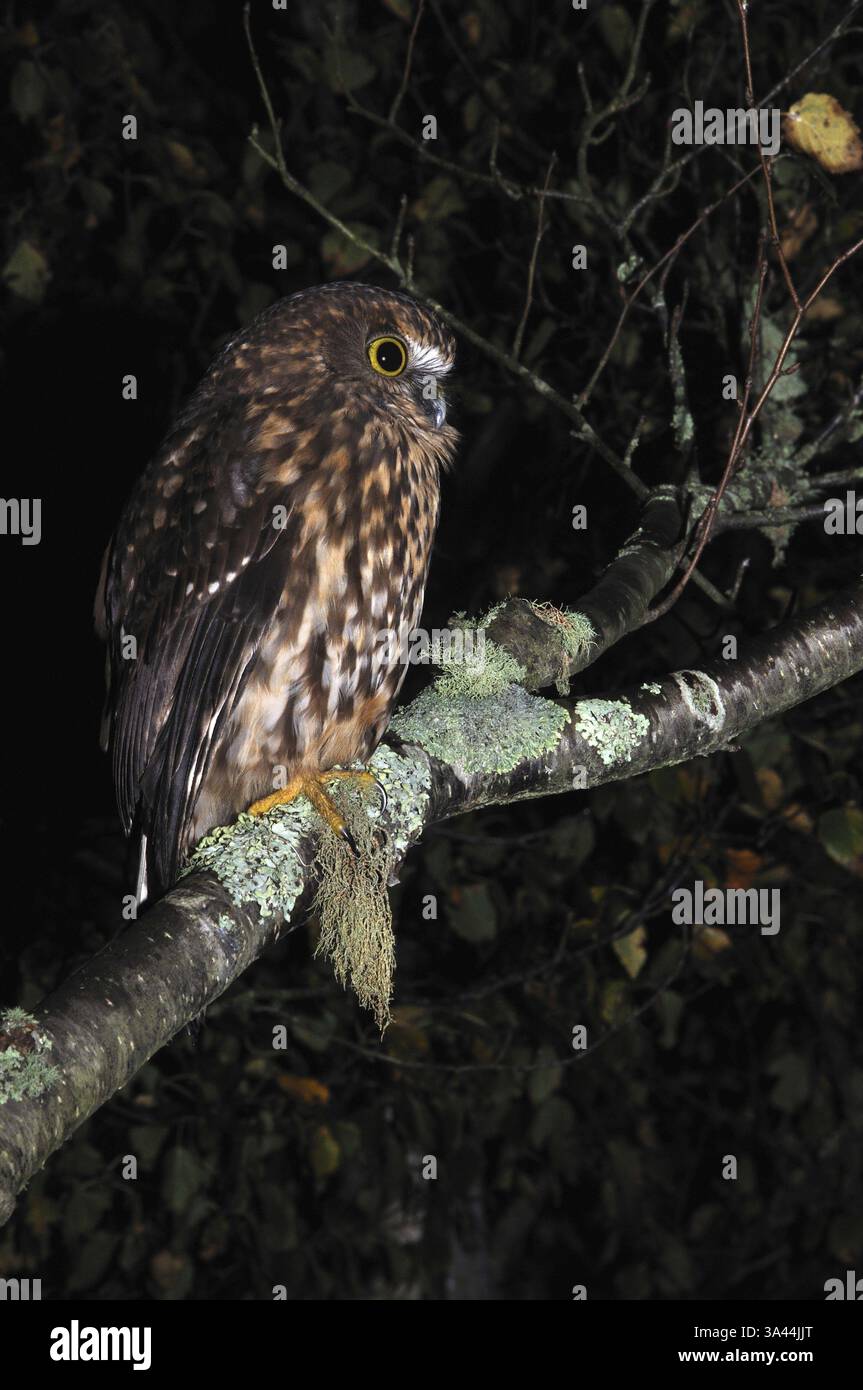Morepork, Ninox novaeseelandiae, West Coast, South Island, New Zealand ...