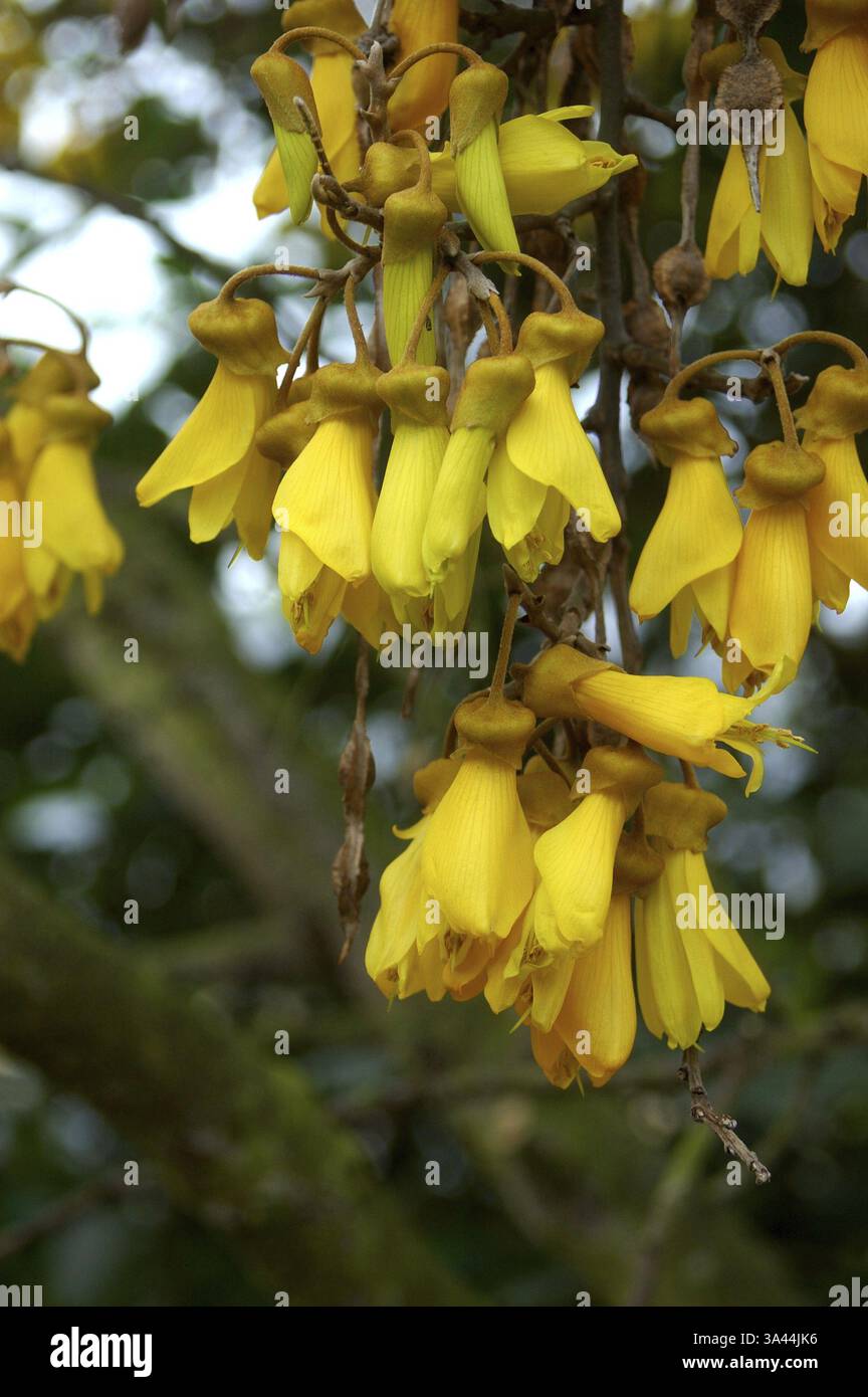 Flowers of the iconi Kowhai tree, Sophora tetraptera Stock Photo - Alamy