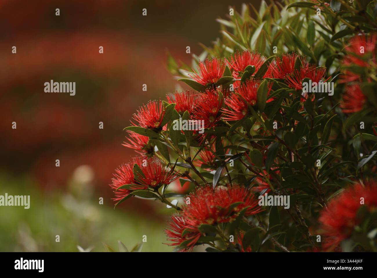 Flowers of New Zealand Southern Rata brighten the day for visitors to ...