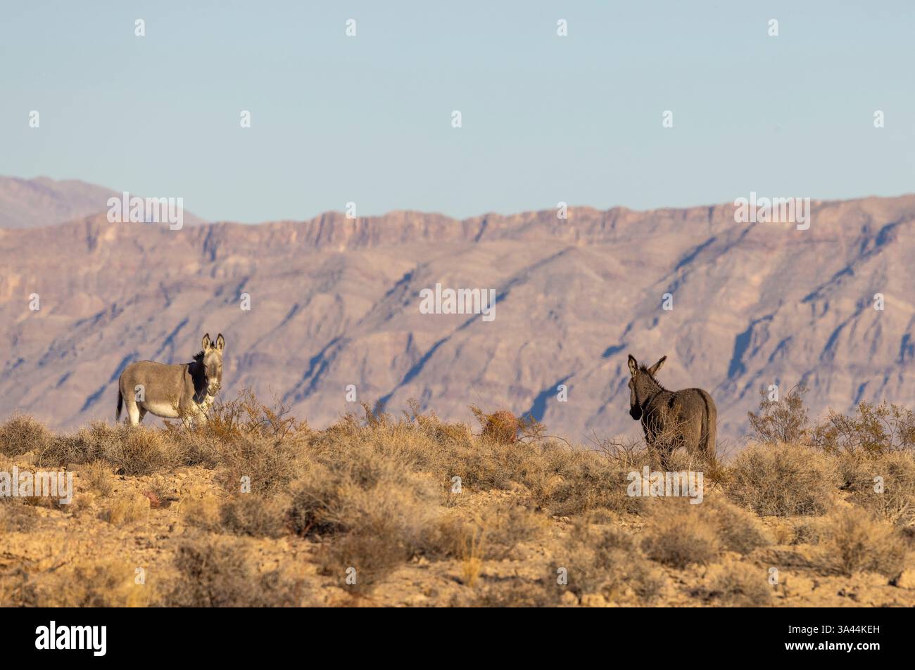 Wild Burro in the LAke Mead National Recreation Area in the Nevada ...
