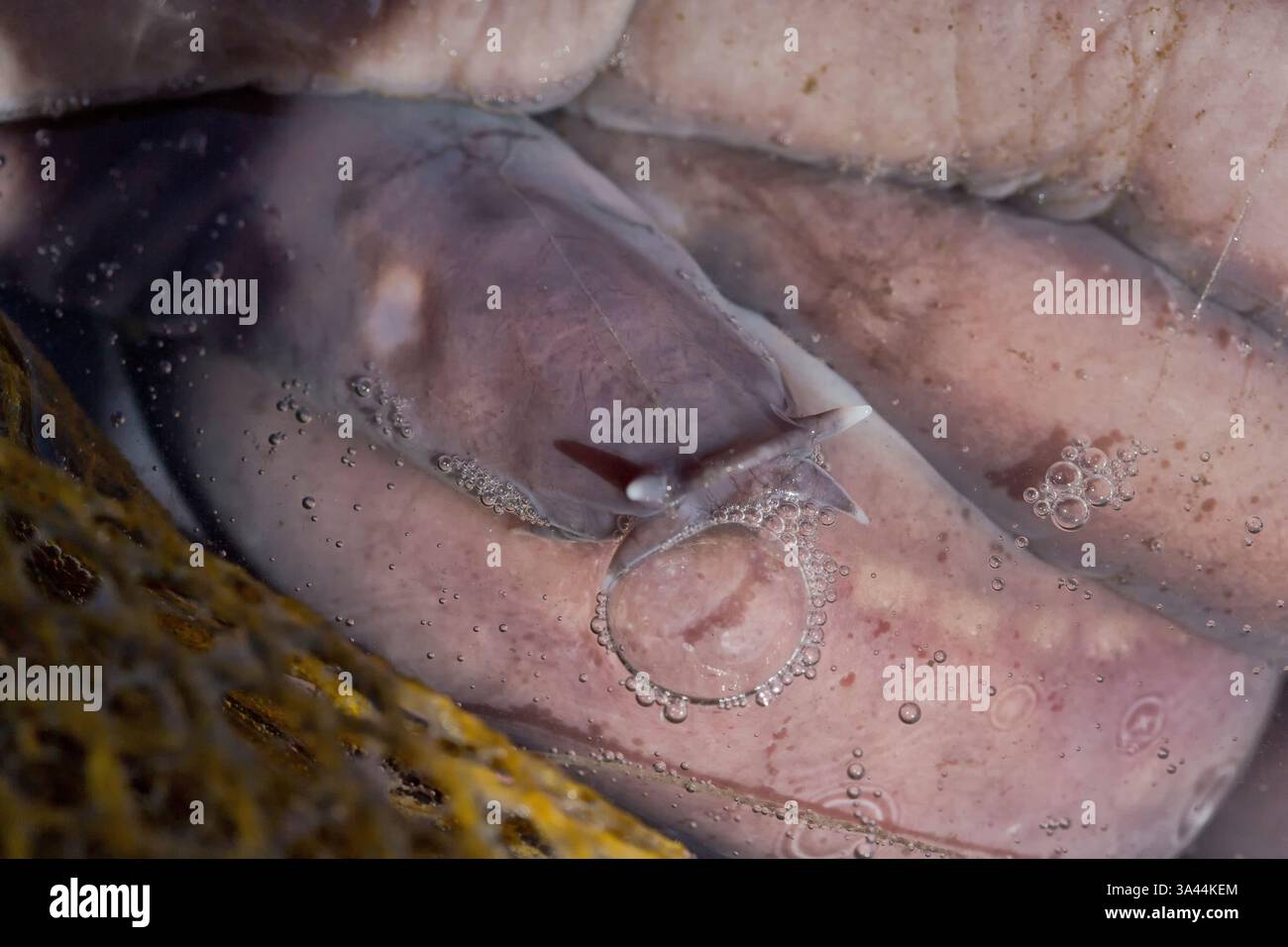 Pacific Hagfish 'Eptatretus stoutii; live catch. Hagfish are eel-like ...