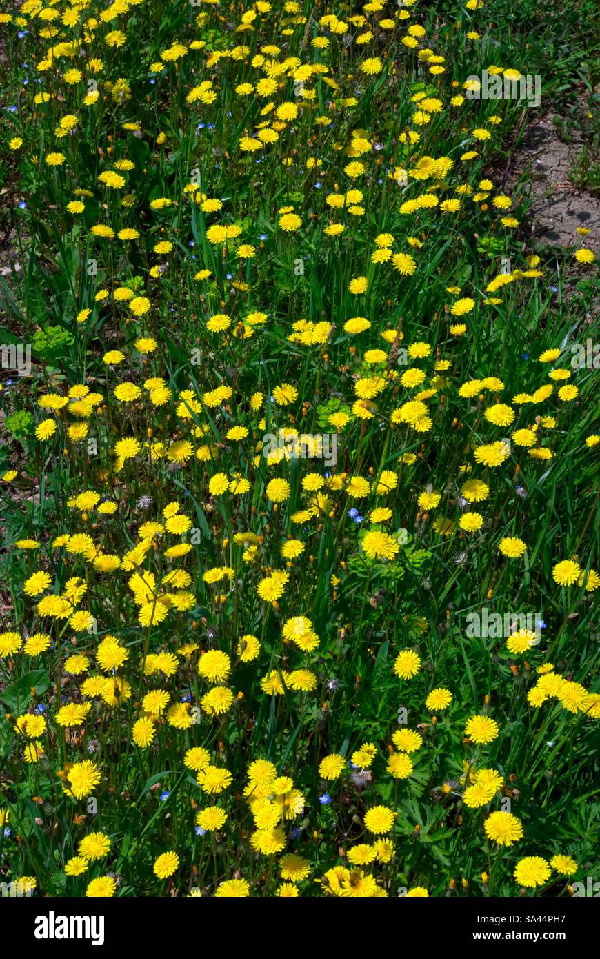 Campo di tarassaco hi-res stock photography and images - Alamy
