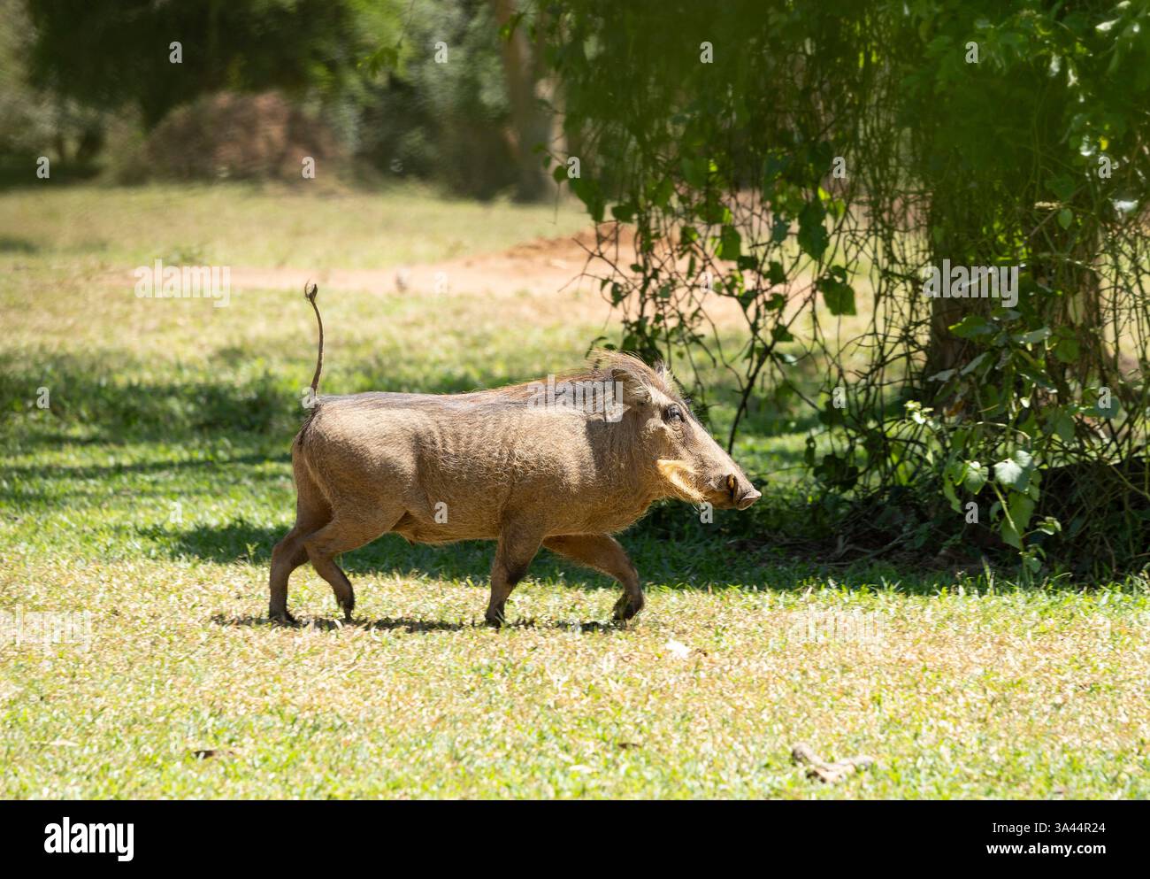 Common warthog, Phacochoerus africanus, running across the savannah of ...