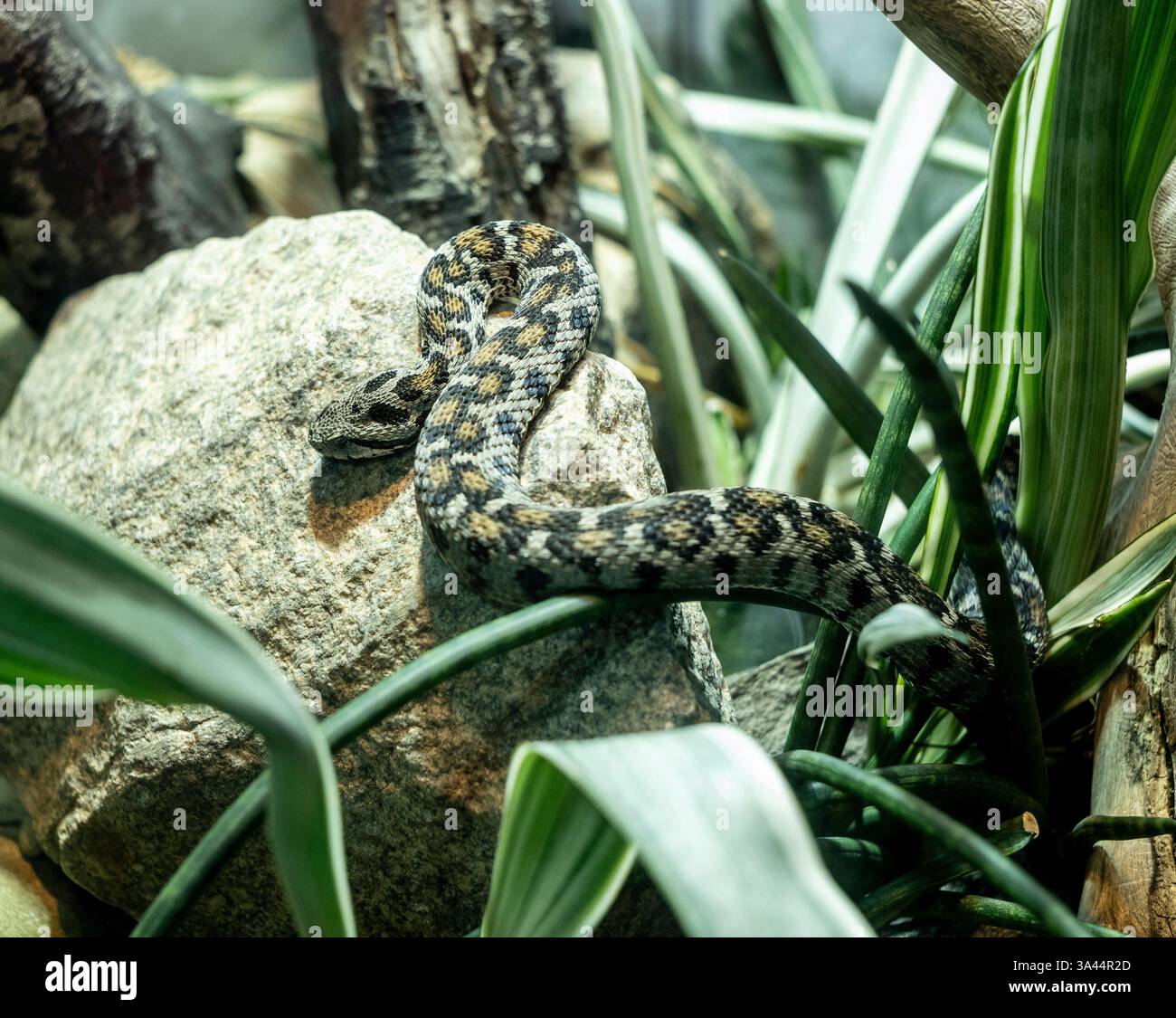 Ocellated mountain viper hi-res stock photography and images - Alamy