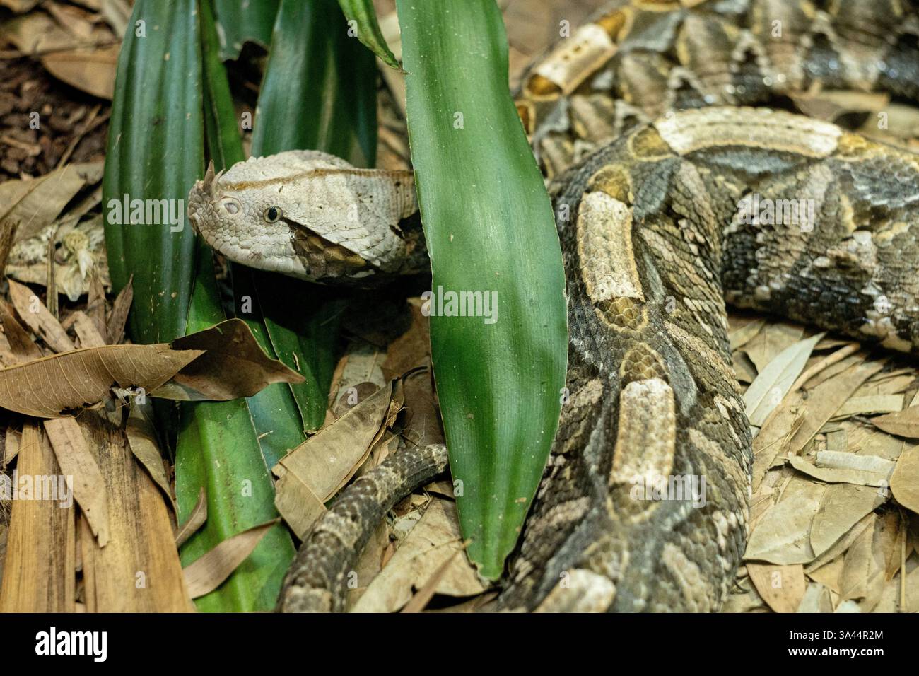 Gaboon viper, Bitis gabonica, partially hidden in forest undergrowth ...