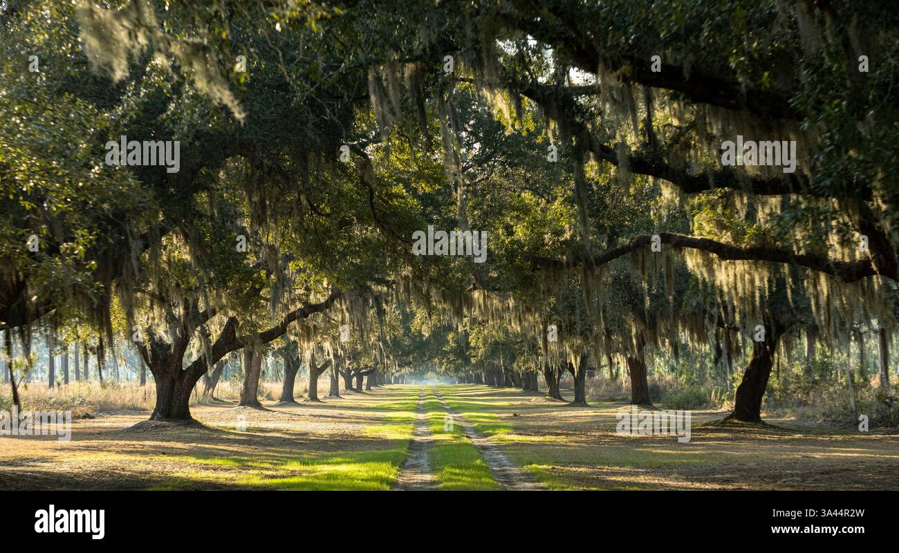 Avenue of live oaks on a plantation in South Carolina, USA Stock Photo ...