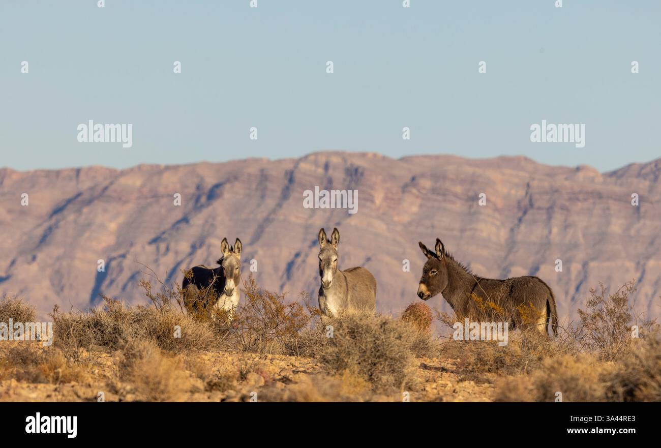 Wild Burro in the LAke Mead National Recreation Area in the Nevada ...