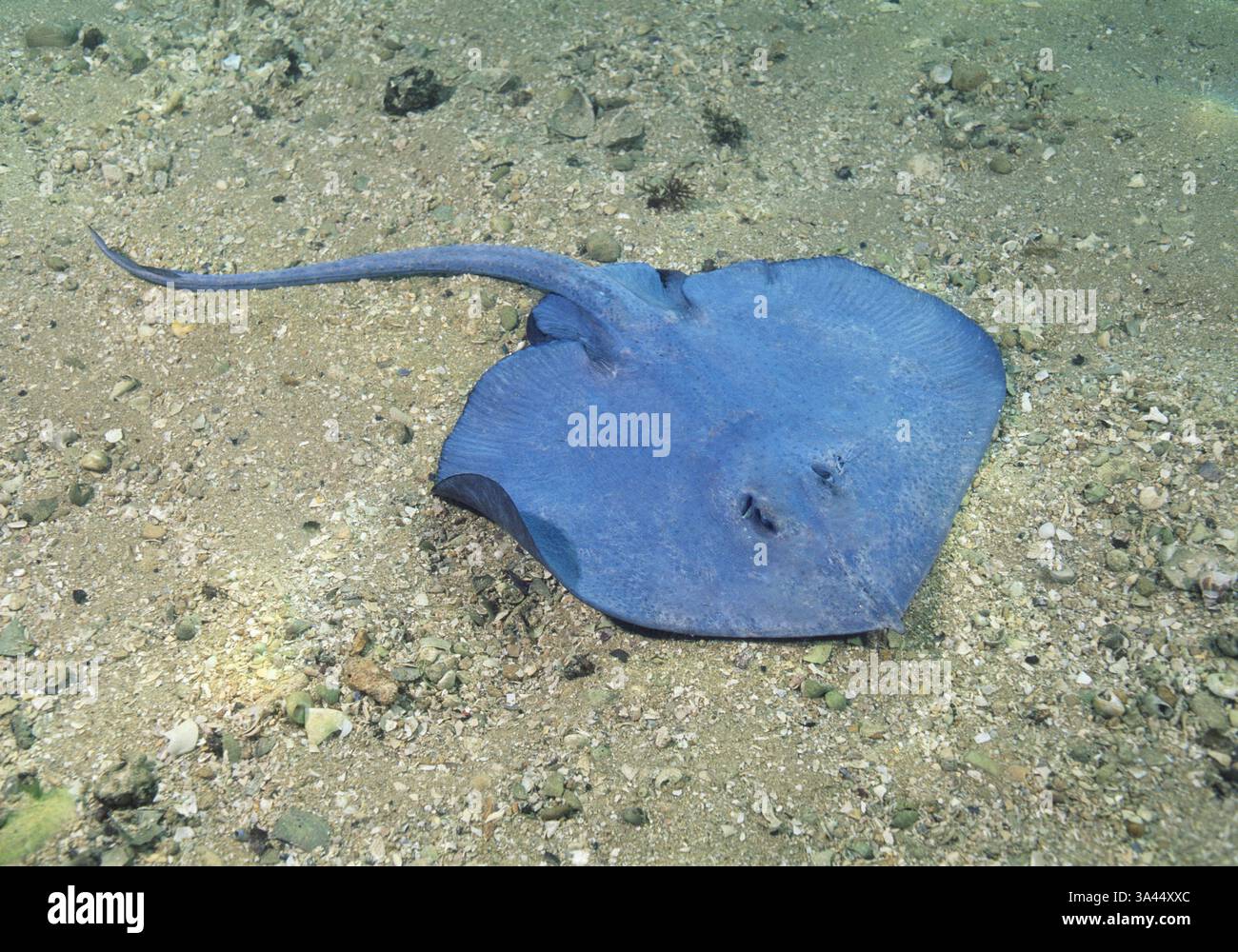 July 3, 2014 - Continental Shelf, Tasmania, Australia - Blue Skate ...