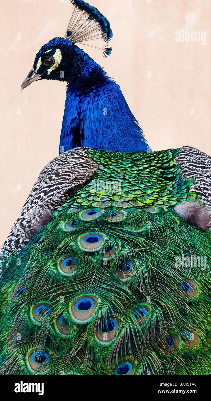 Majestic Peacock Display. Beautiful male peacock portrait with vibrant ...