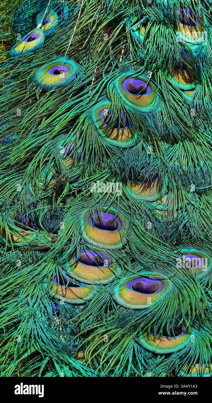 Vibrant peacock showcases stunning plumage hi-res stock photography and ...