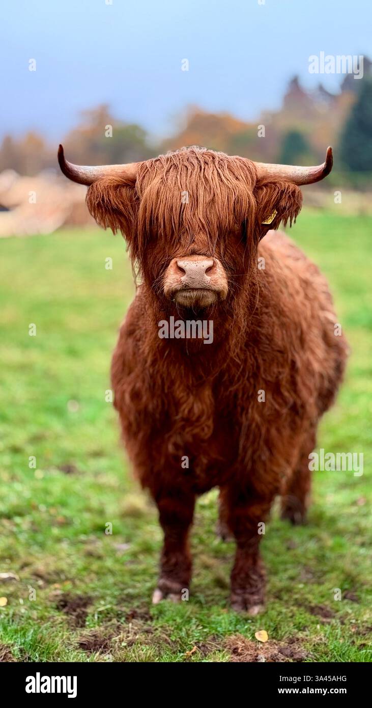 Animals Portrets, Scotish cow, white horse Stock Photo - Alamy