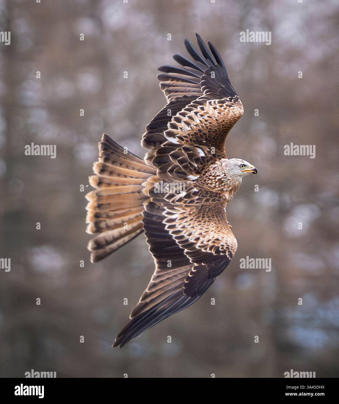 Red Kites - Argaty Red Kites Credit: Ian Jacobs Stock Photo - Alamy