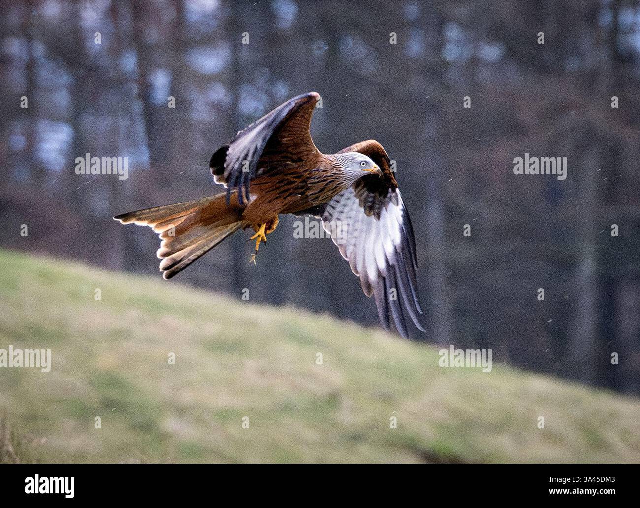 Red Kites - Argaty Red Kites Credit: Ian Jacobs Stock Photo - Alamy