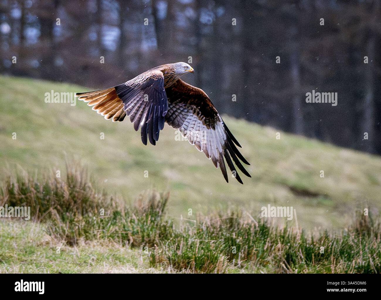 Red Kites - Argaty Red Kites Credit: Ian Jacobs Stock Photo - Alamy