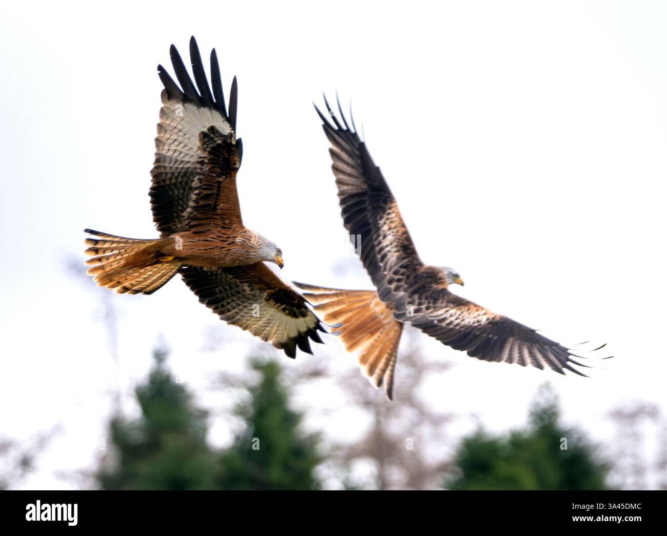 Red Kites - Argaty Red Kites Credit: Ian Jacobs Stock Photo - Alamy