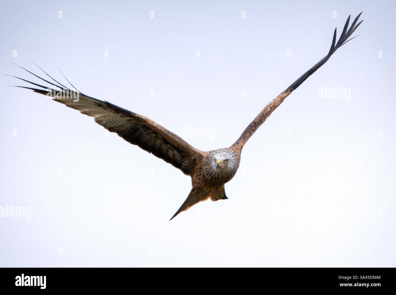Red Kites - Argaty Red Kites Credit: Ian Jacobs Stock Photo - Alamy