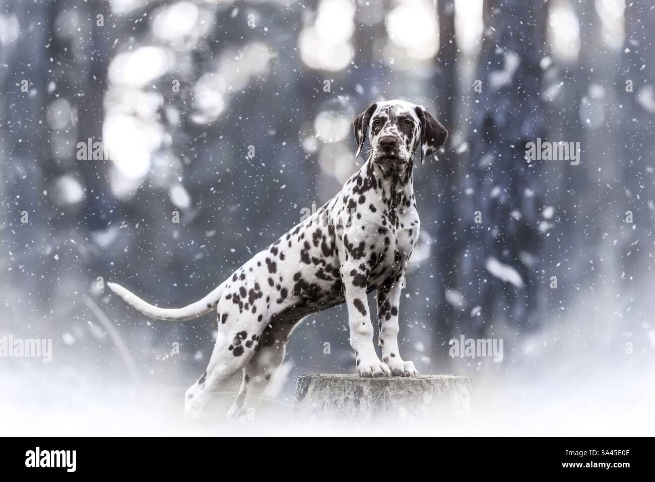 Dalmatian hind legs hi-res stock photography and images - Alamy