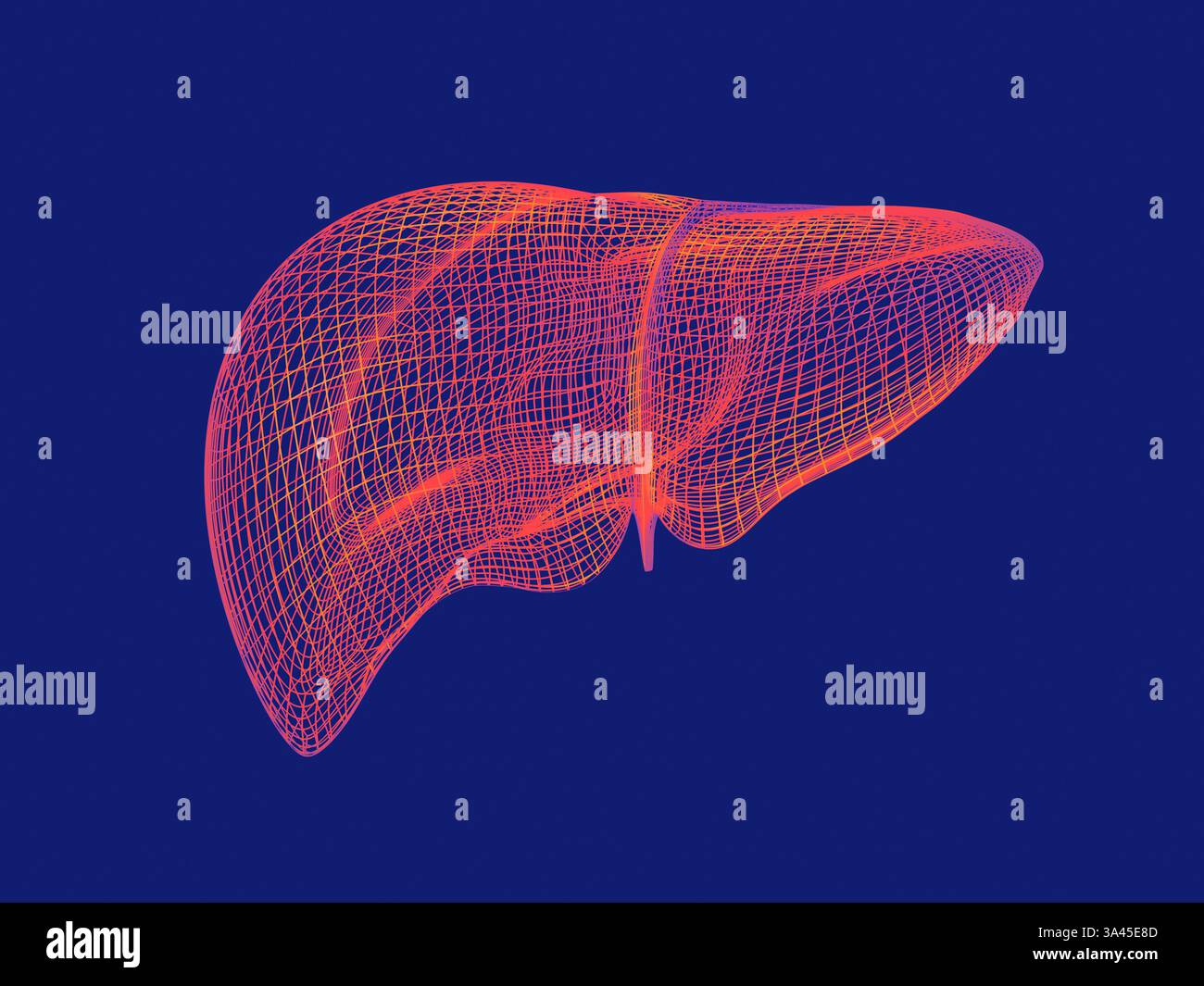 3d Wireframe liver structure in orange over blue background. This ...