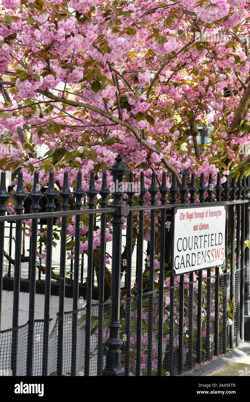 cherry blossom tree behind wrought iron railings in Courtfield Gardens ...