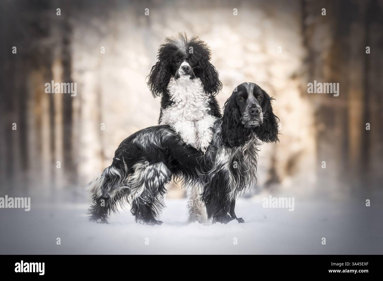 male English Cocker Spaniels Stock Photo - Alamy