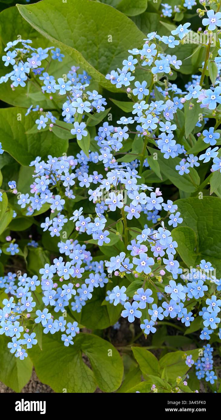 Beautiful blue color annual hi-res stock photography and images - Alamy