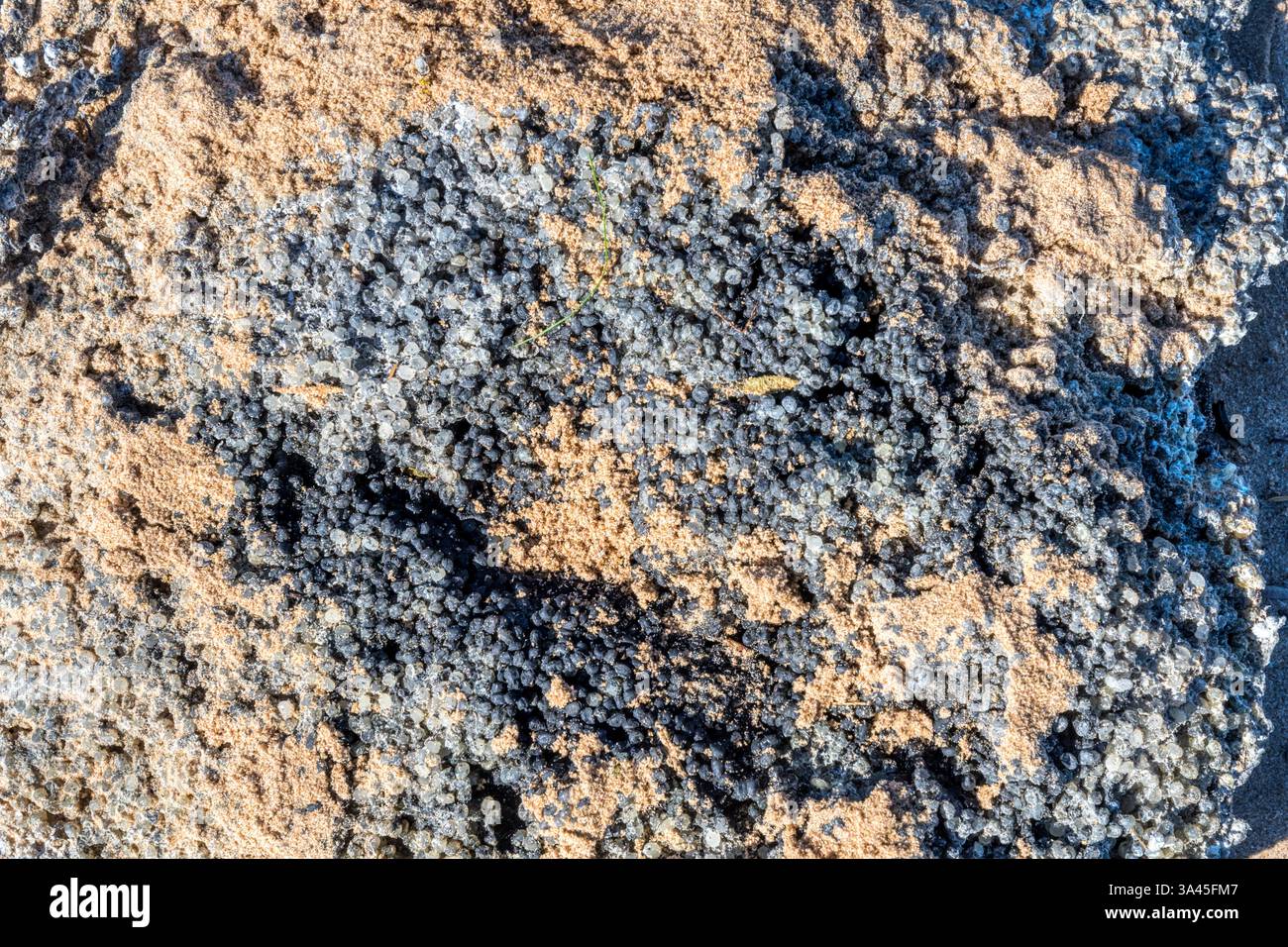 18 March 2025. Close-up of plastic pollution in the form of burnt ...