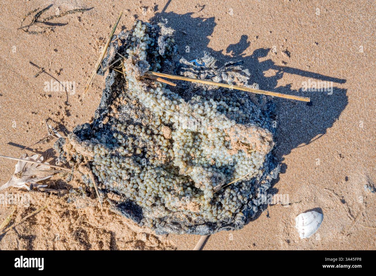 18 March 2025. Plastic pollution in the form of burnt & fused nurdles ...