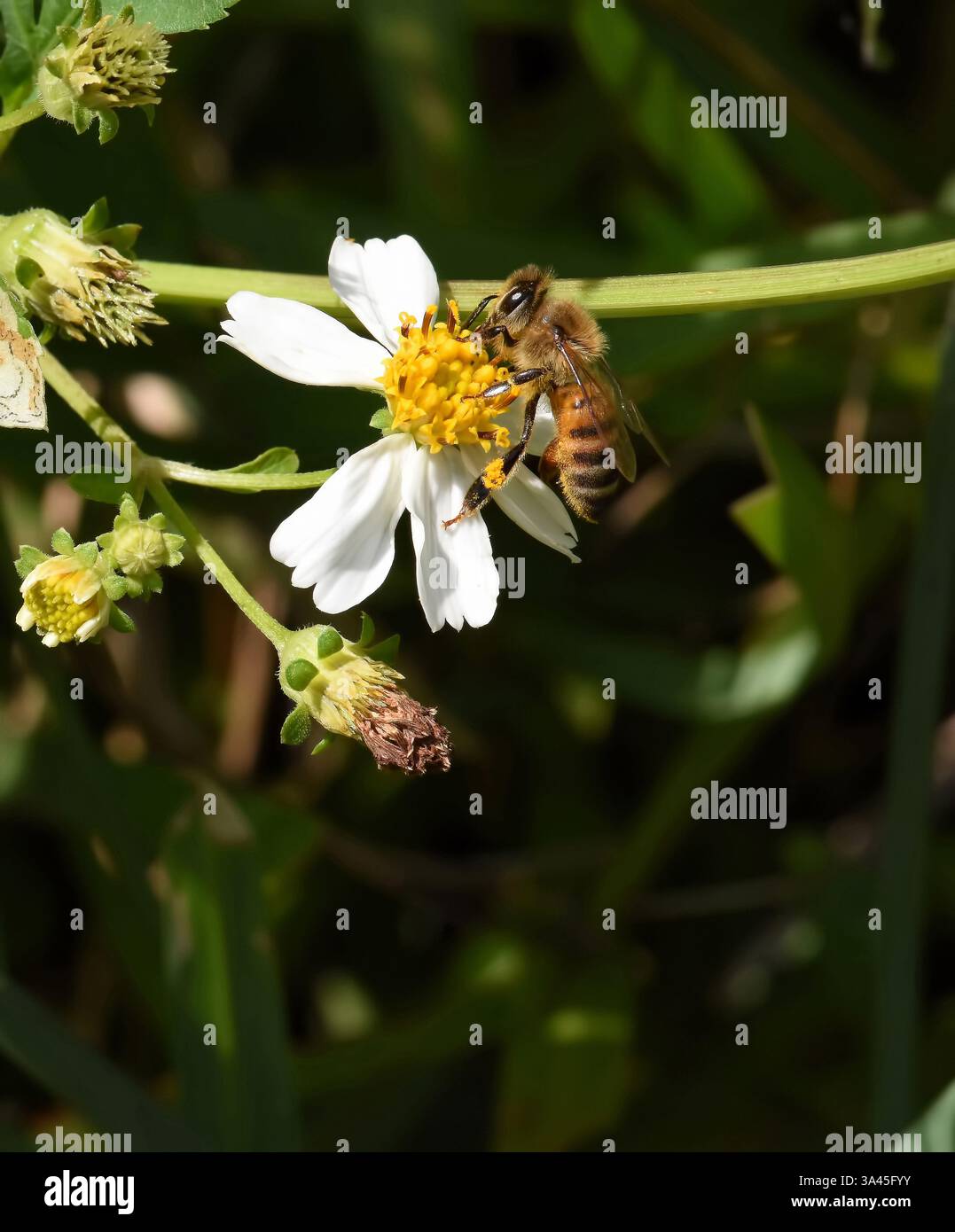 Honey Bee (Apis mellifera) on Spanish Needle (Bidens alba). Spanish ...