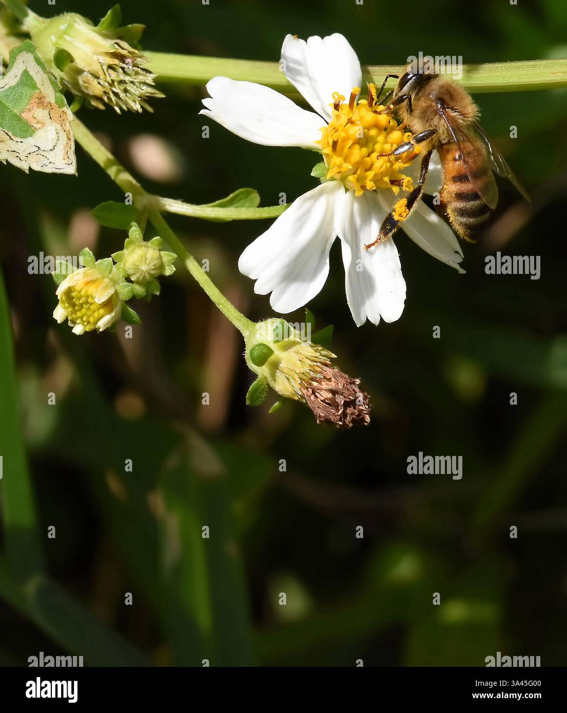 Honey Bee (Apis mellifera) on Spanish Needle (Bidens alba). Spanish ...