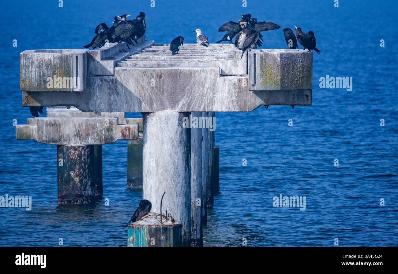 Rerik, Germany. 26th Feb, 2025. The remains of the former pier on the ...