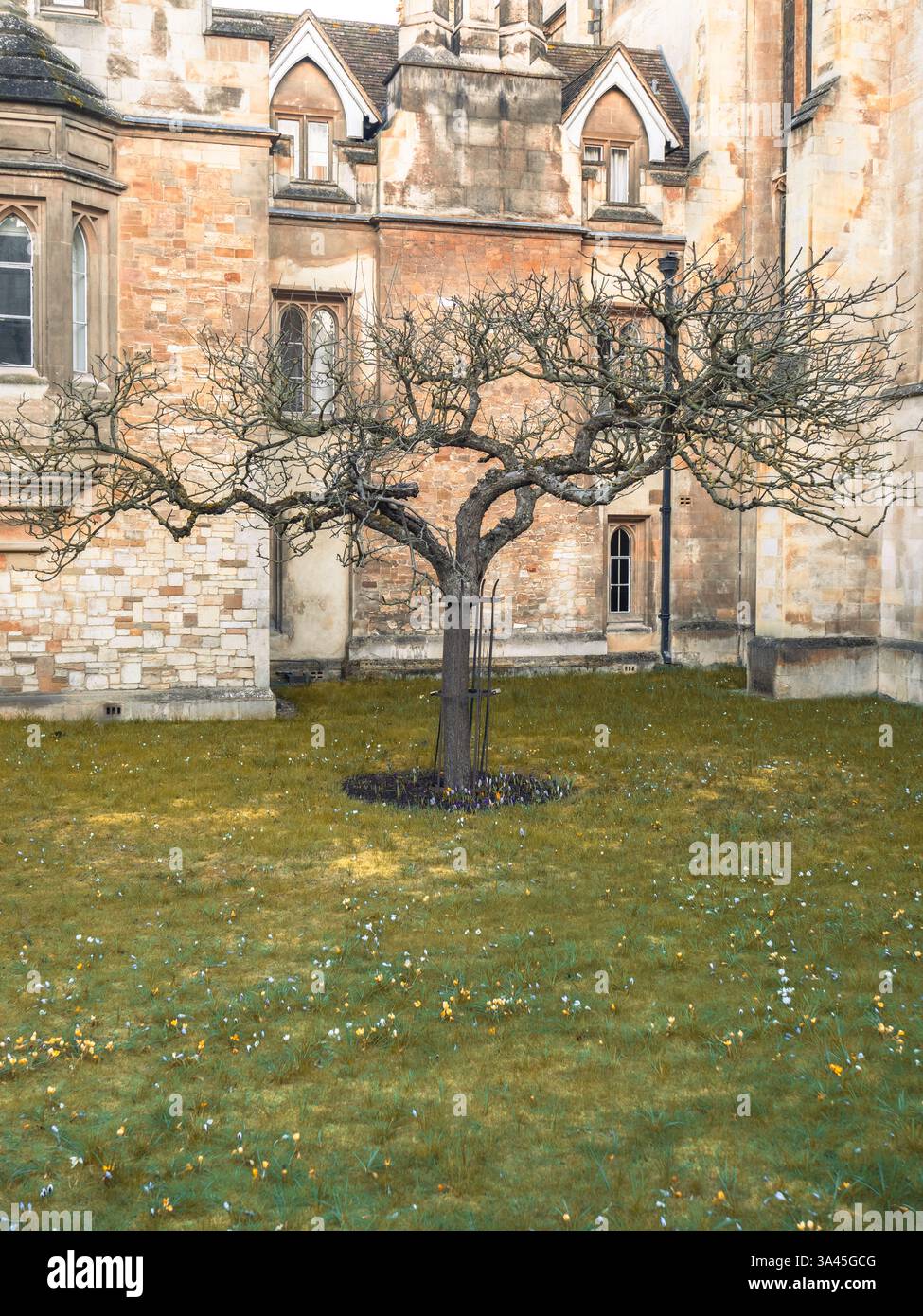 Newton's Apple Tree, Outside Trinity College, University of Cambridge ...