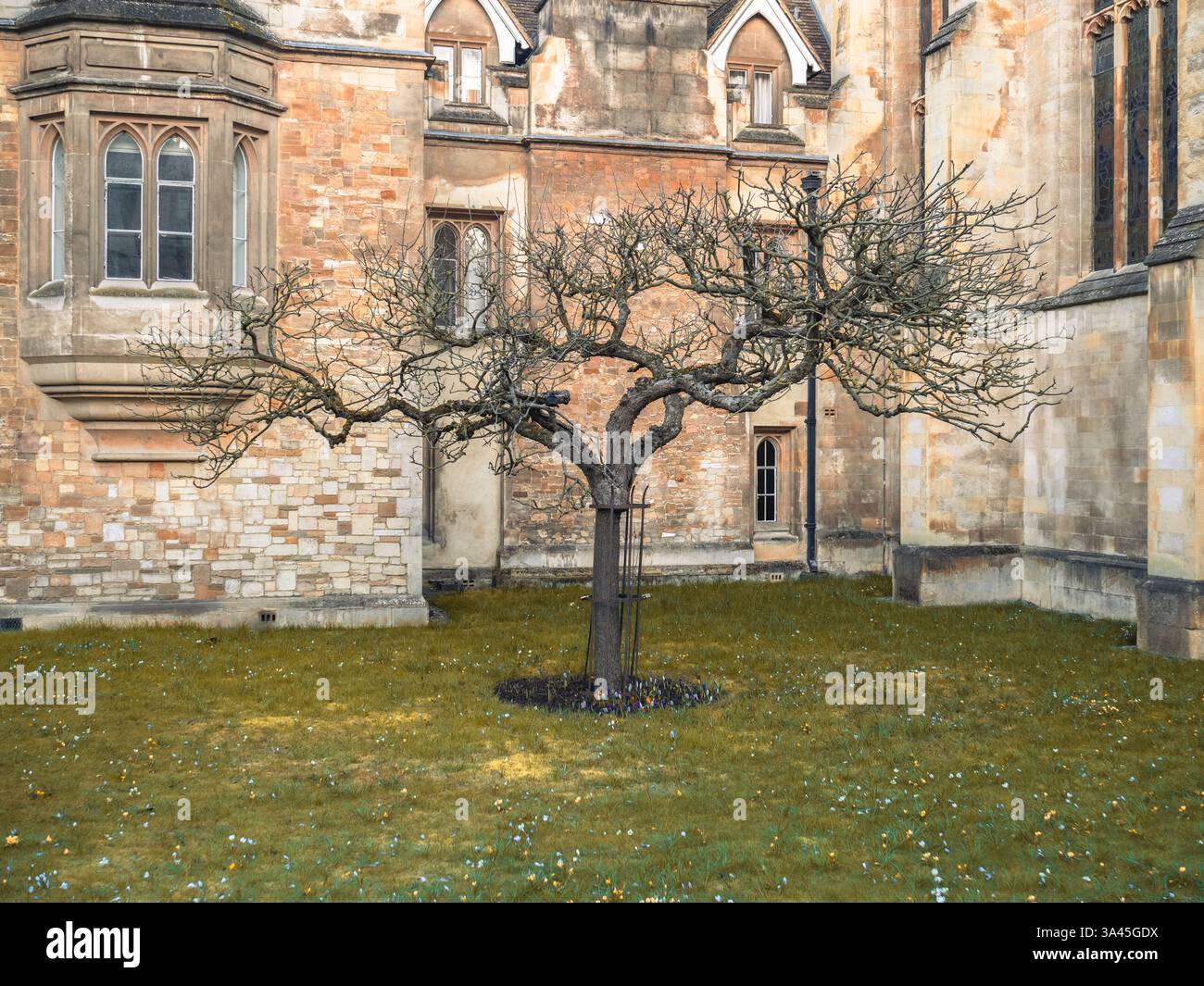 Newton's Apple Tree, Outside Trinity College, University of Cambridge ...