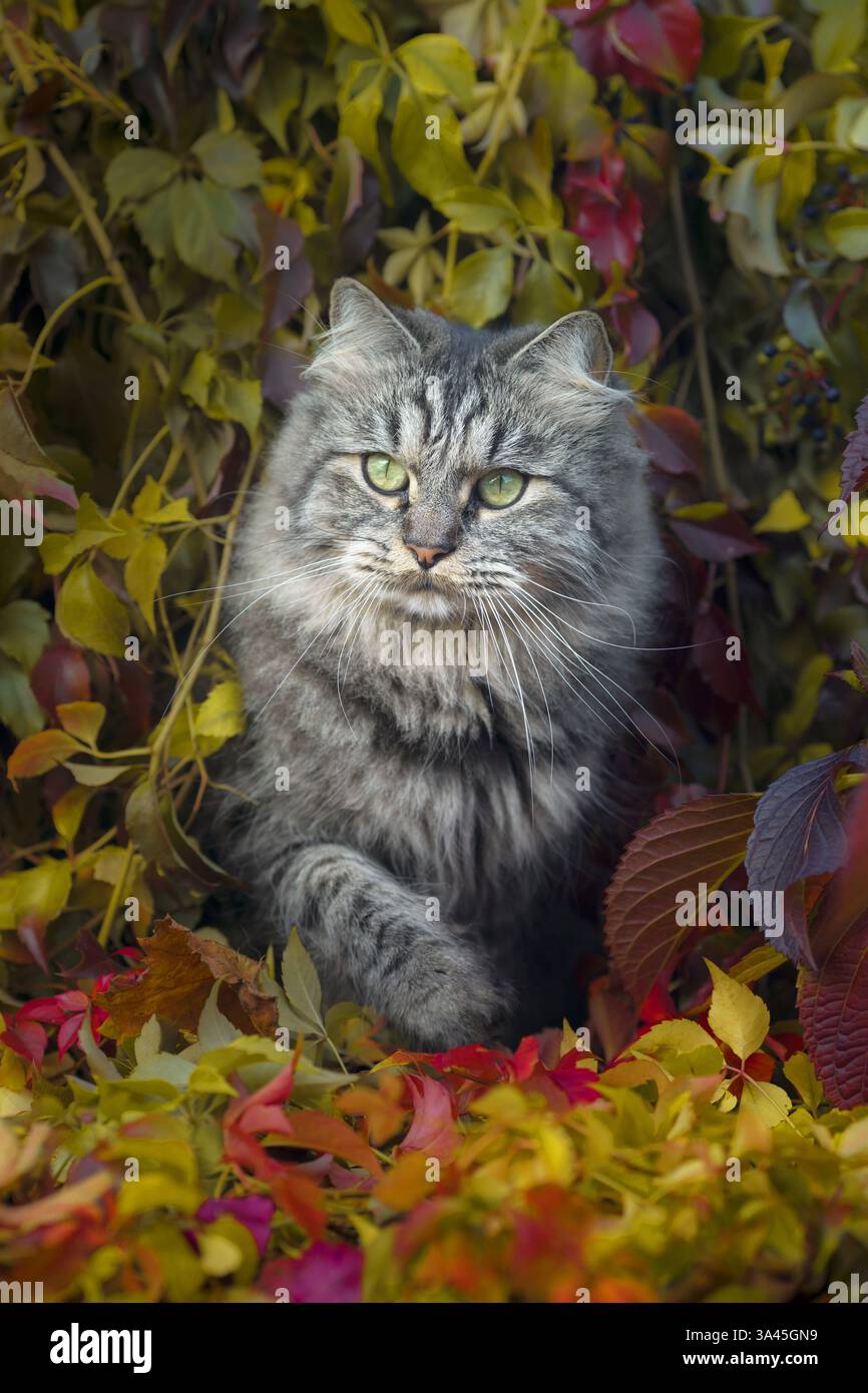German Longhair Cat Stock Photo - Alamy