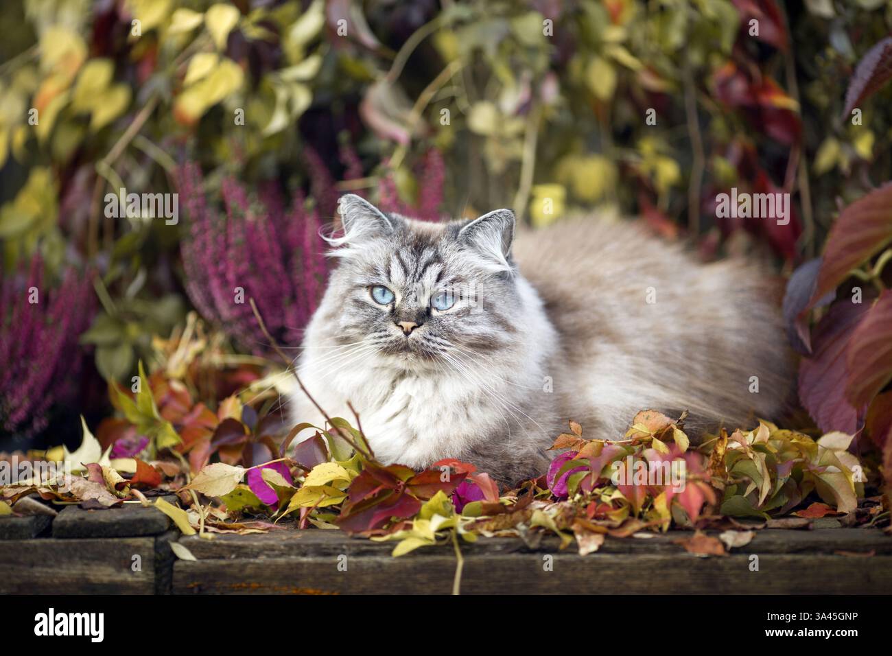 German Longhair Cat Stock Photo - Alamy