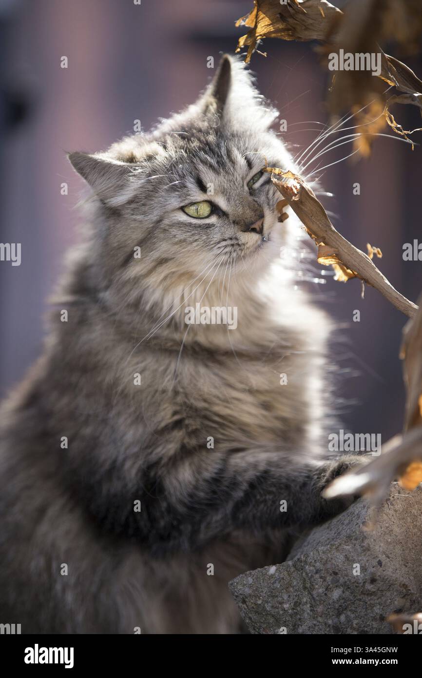 German Longhair Cat Stock Photo - Alamy