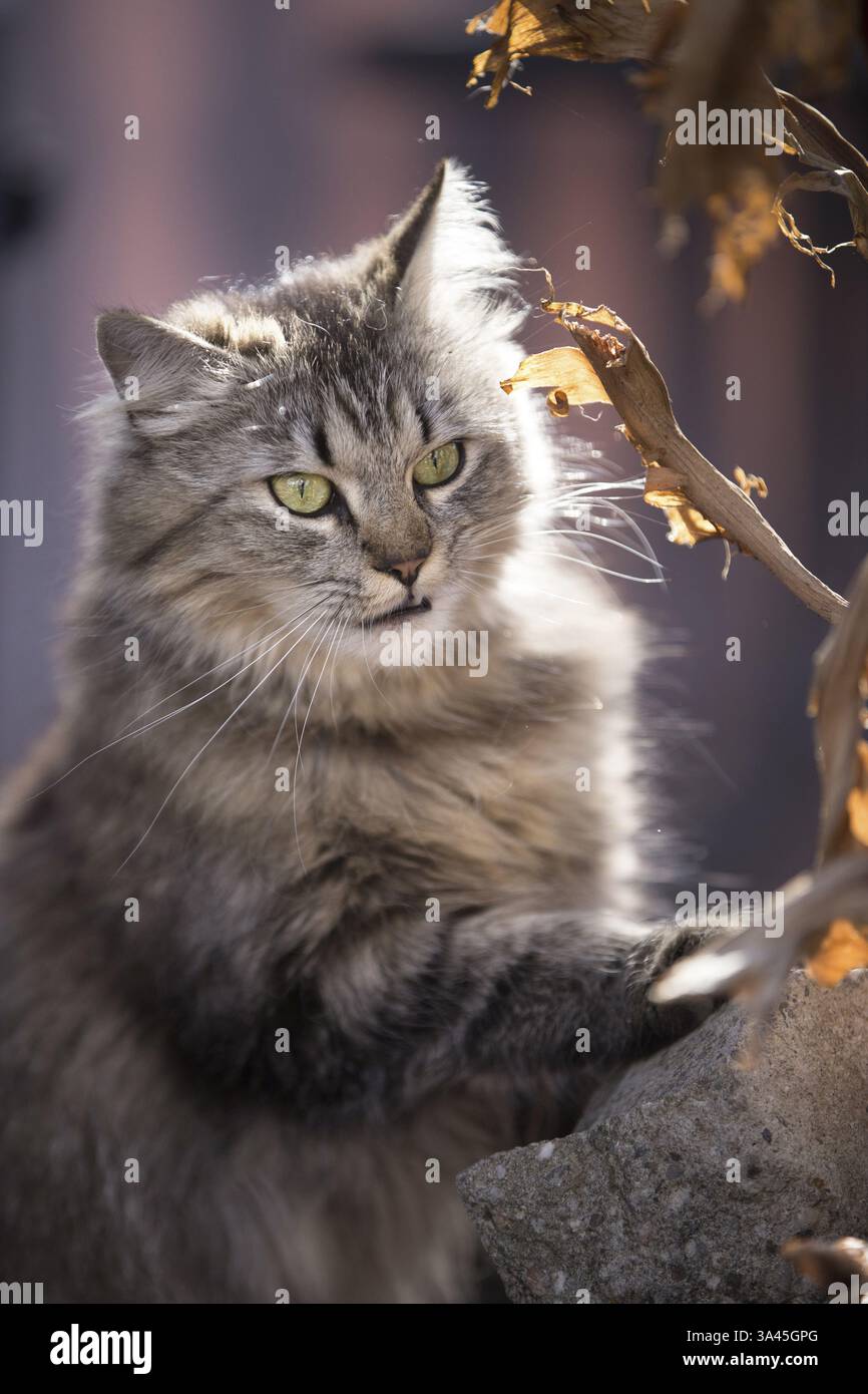German Longhair Cat Stock Photo - Alamy