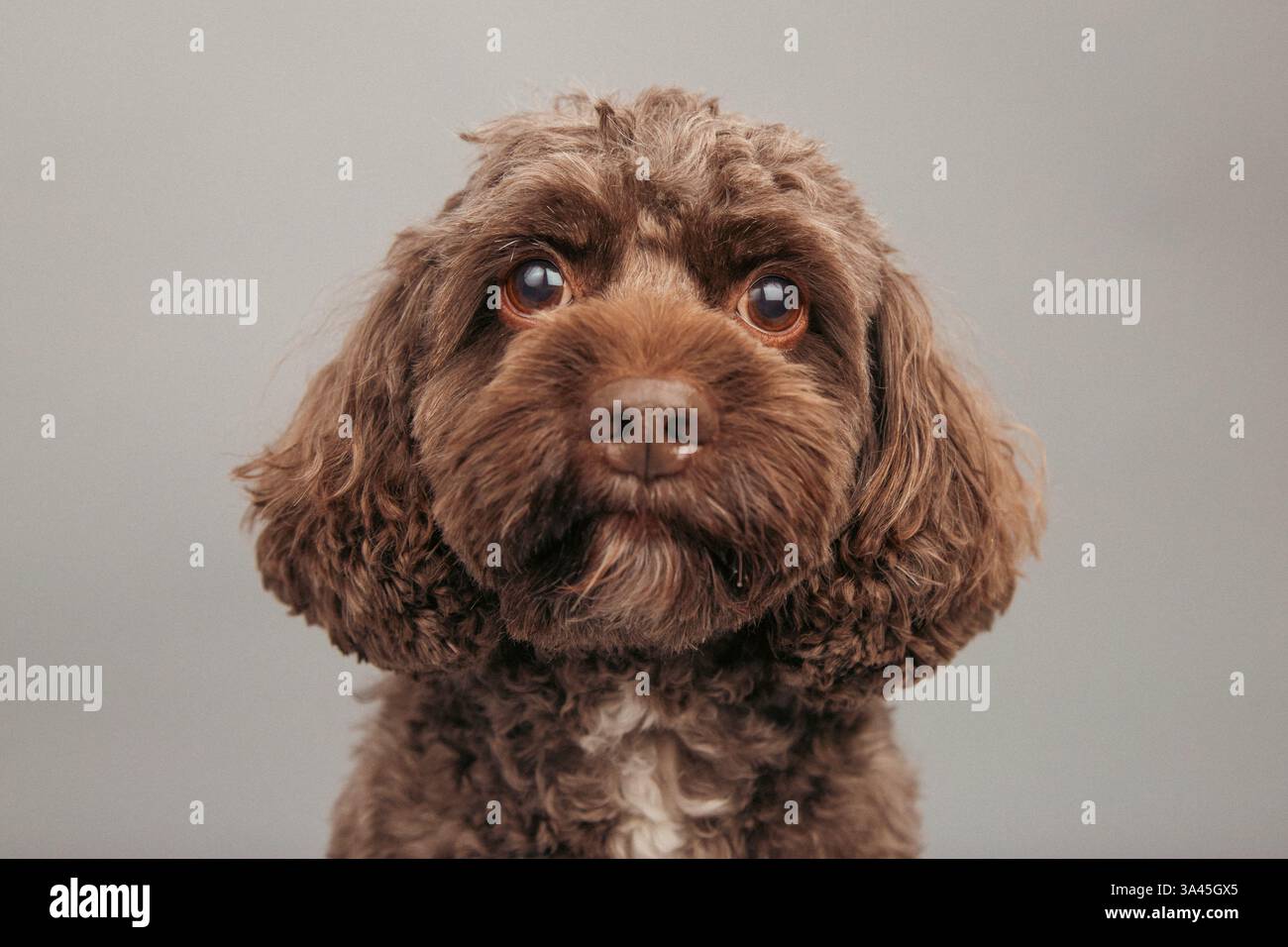 Close-up portrait of a brown cavapoo dog in front of a grey background ...
