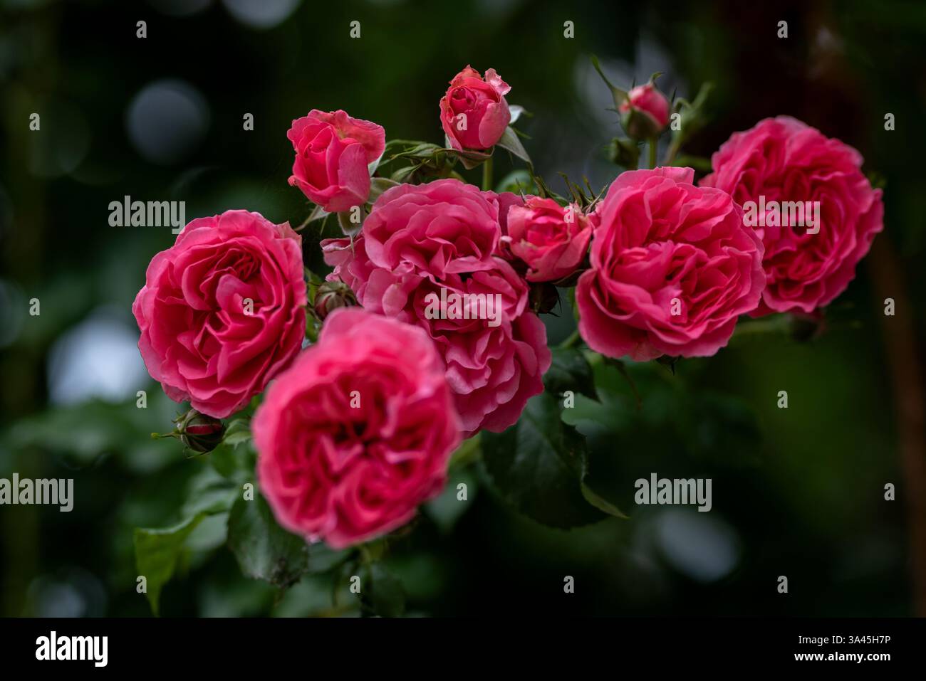 pink climbing rose bush flowers on arching branches, Climbing rose in ...
