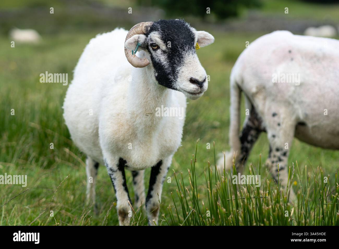 Swaledale sheep in Yorkshire , England Stock Photo - Alamy