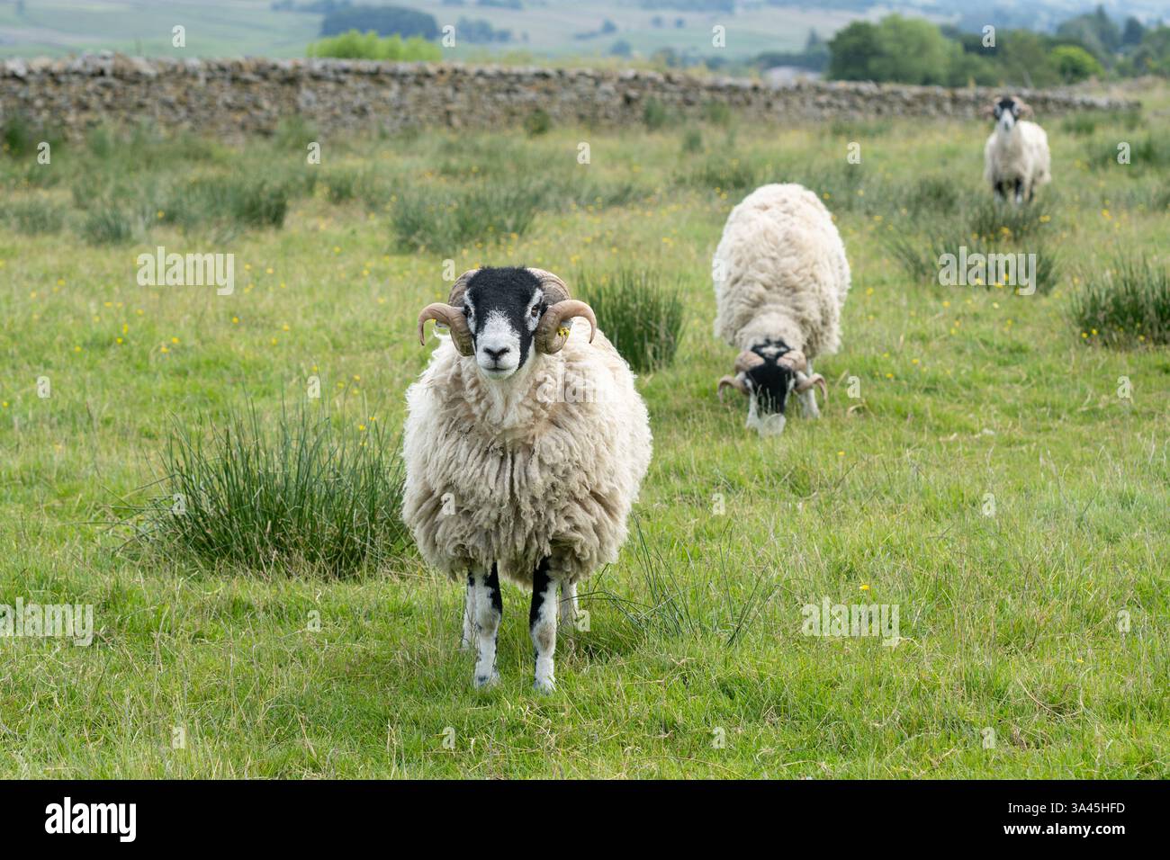 Swaledale sheep in Yorkshire , England Stock Photo - Alamy