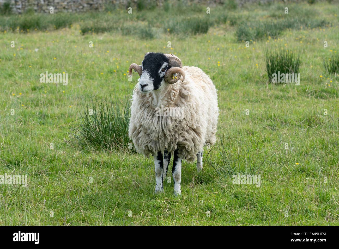 Swaledale sheep in Yorkshire , England Stock Photo - Alamy