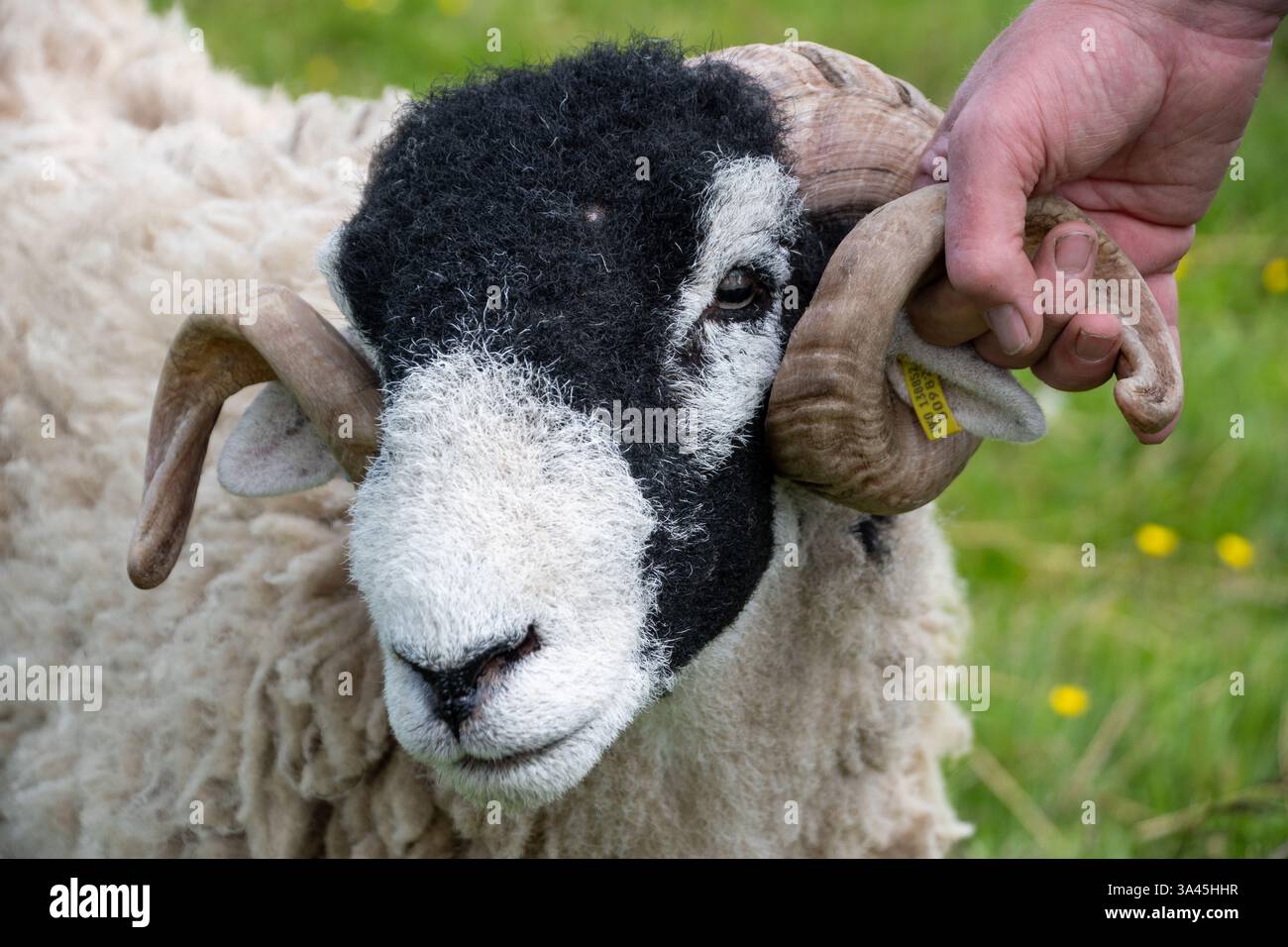 Swaledale sheep in Yorkshire , England Stock Photo - Alamy