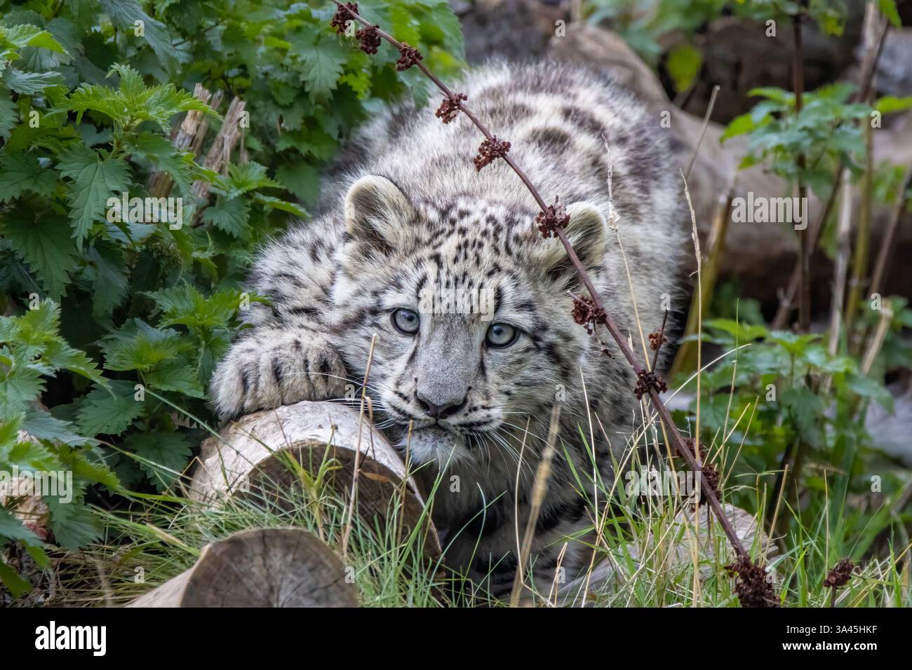 Snow leopard cub Stock Photo - Alamy