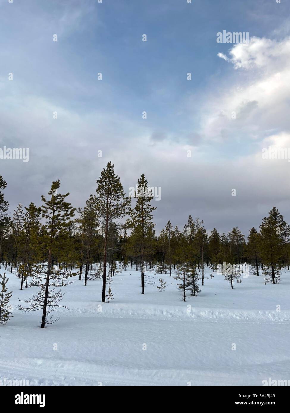 Snow-covered pine trees in Lapland – A breathtaking winter landscape in ...