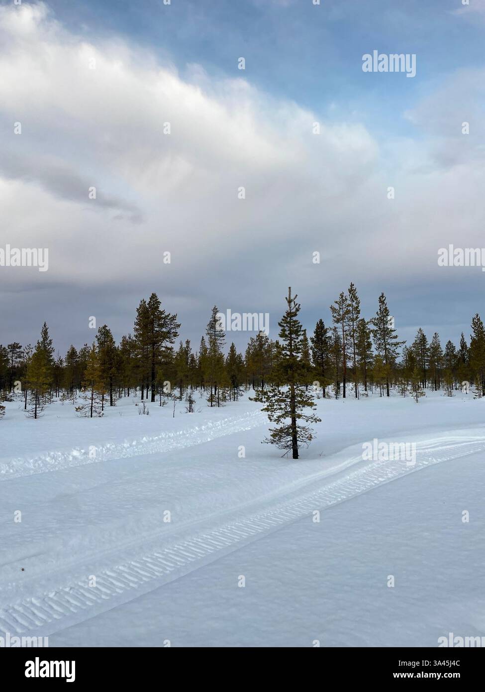 Snow-covered pine trees in Lapland – A breathtaking winter landscape in ...