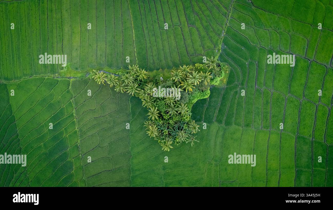 Aerial View of Lush Green Rice Fields with Palm Trees in Tropical ...