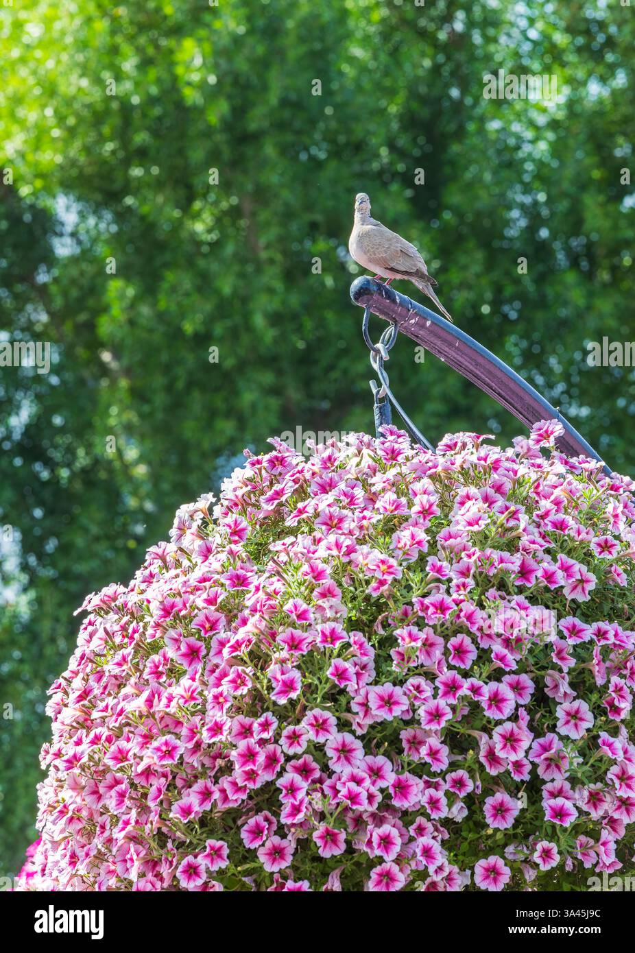 Dove installation hi-res stock photography and images - Alamy